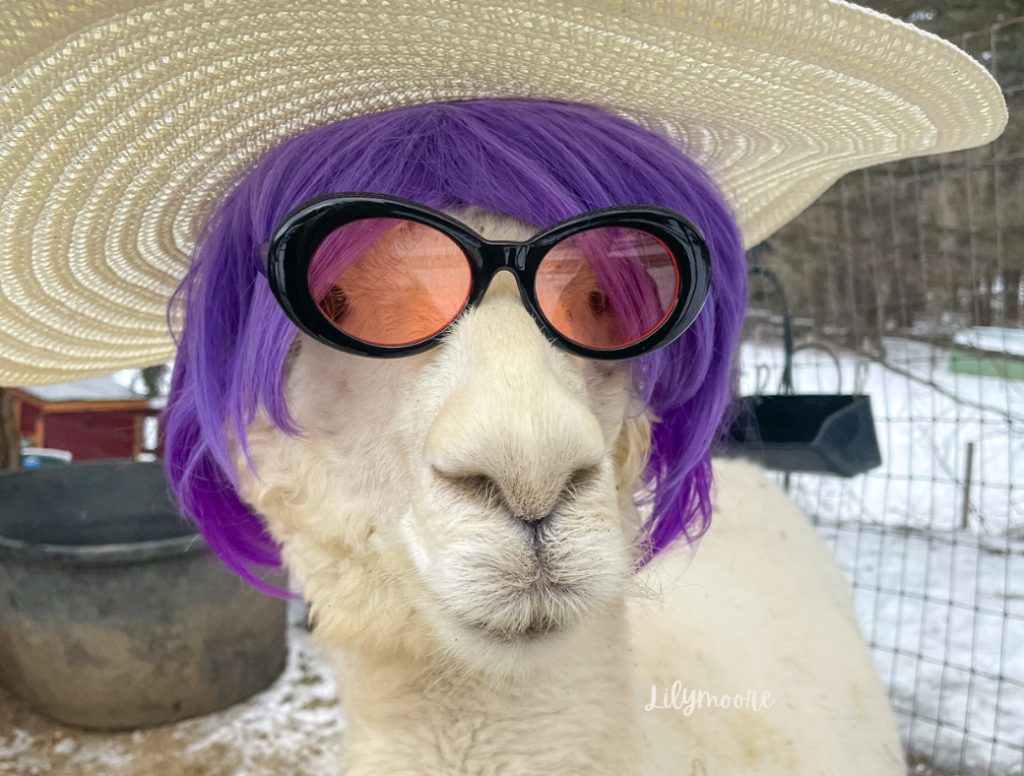 Home - Lilymoore Farm